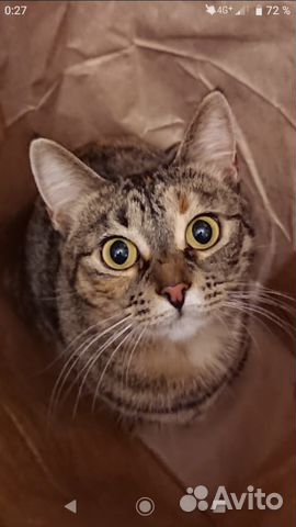 Крайне умная кошка готова поселиться у вас дома