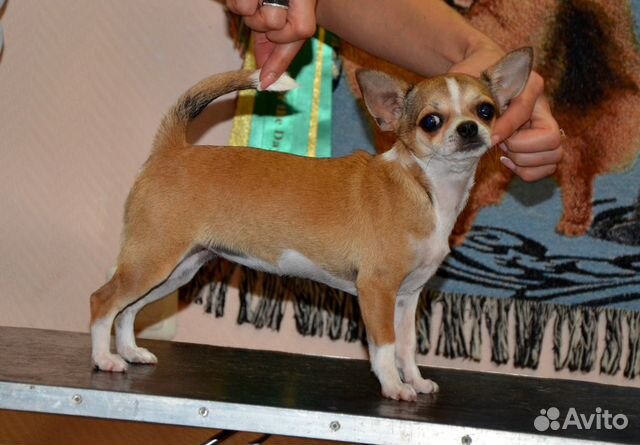 Подрощенная девочка для разведения