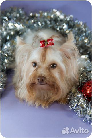 Мини мальчик шоко берри