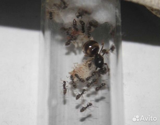 Муравьи Lasius Niger