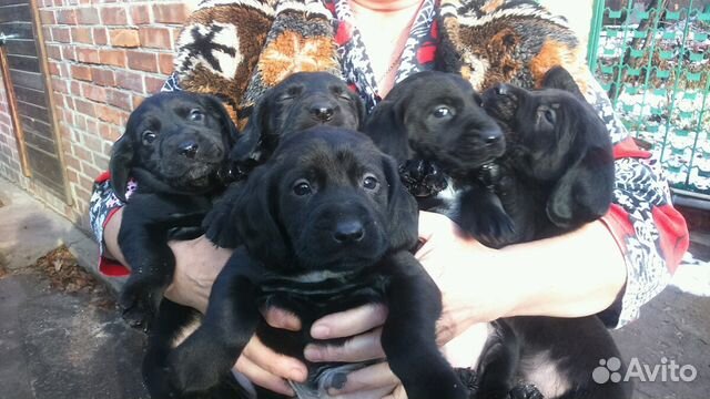 Супер щенки от Спаниеля