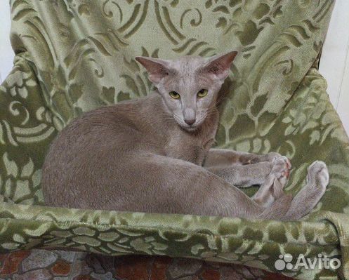 Взрослая ориентальная лиловая кошка в добрые руки