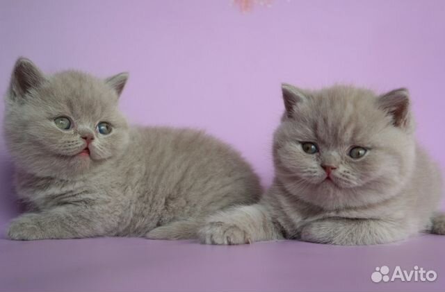 Котенок лилового окраса Лукас
