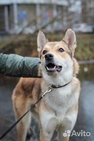 Рыжий Лис хочет домой