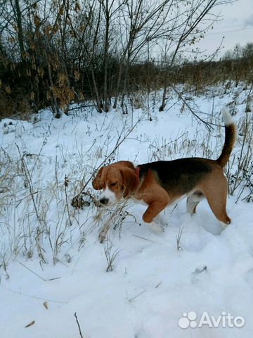 Бигль кабель для вязки