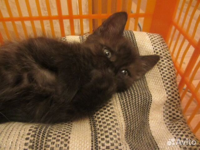 Котеночек