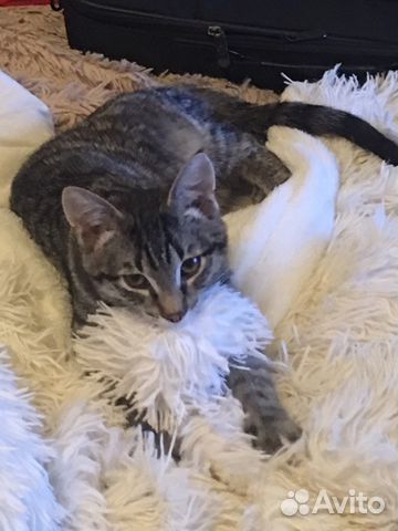 Валяльный кот 4-5 мес