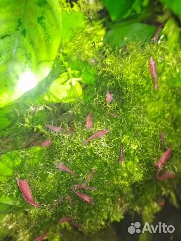 Креветки вишня светлые