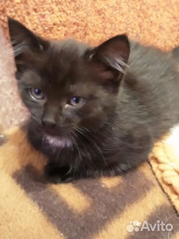 Маленькие котята ждут своих хозяев