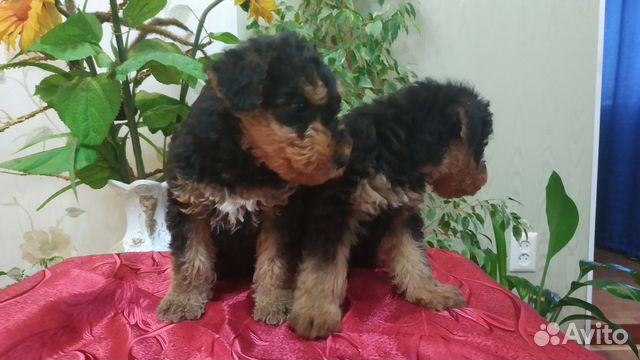 Щенки эрделя- мальчики