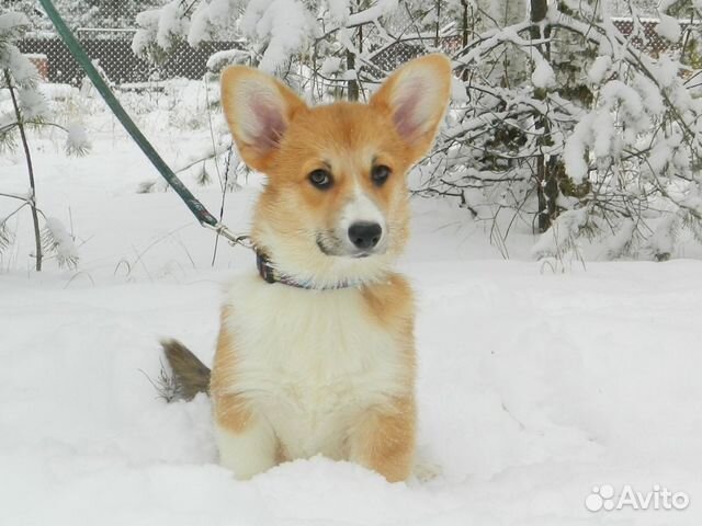 Очаровательная девочка Вельш Корги Пемброк