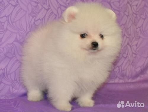 Мальчишка померанского шпица айс крем