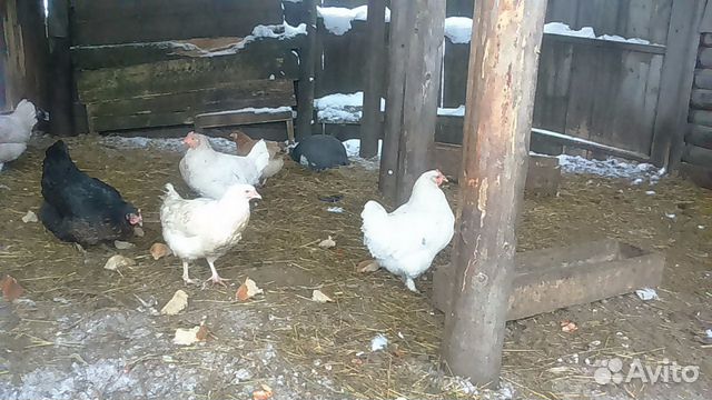 Куры молодки