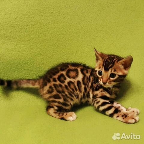 Бенгальские котята