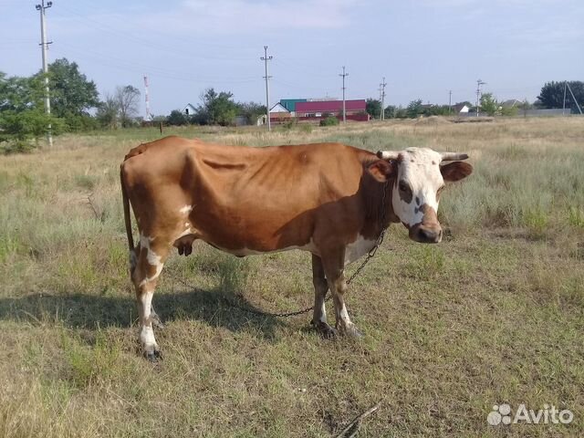 Продаются две стельные коровы и одна свиноматка