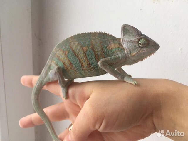 Йеменский хамелеон