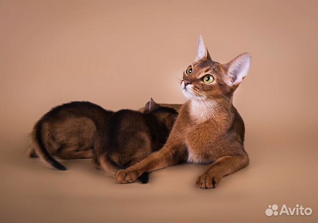 Аби-кошечка в разведение