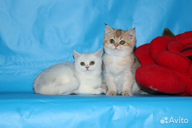 Сестрички лисички