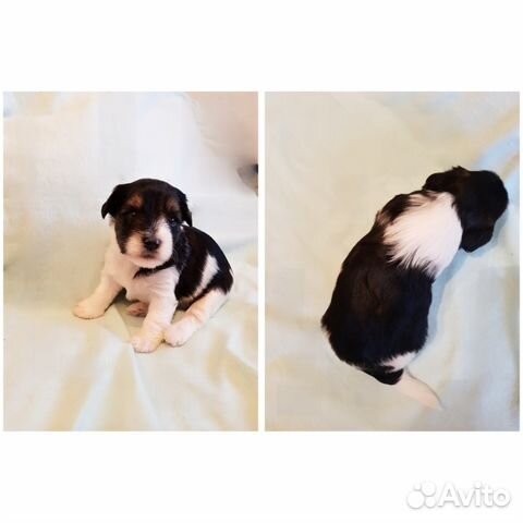 Замечательные малыши Бивер-йорка