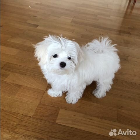 Щенки Мальтезе