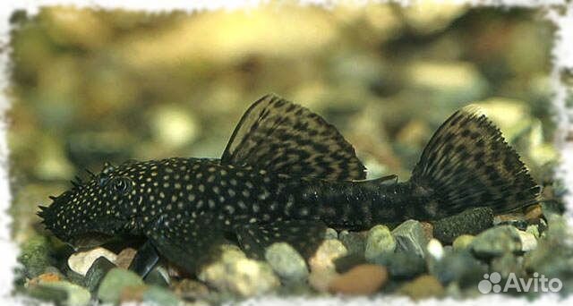 Аквариумные рыбки