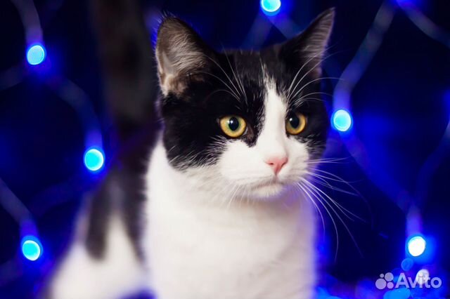 Кот Марсик, 9 месяцев