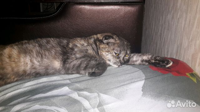 Вислоухая кошечка