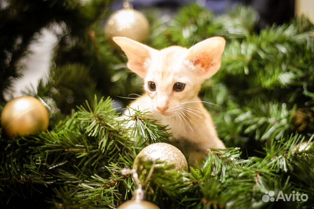 Ориентальные котята-девчухи от юной чемпионки