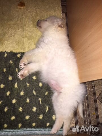 В добрые руки