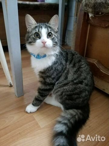 Брутальный деревенский кот