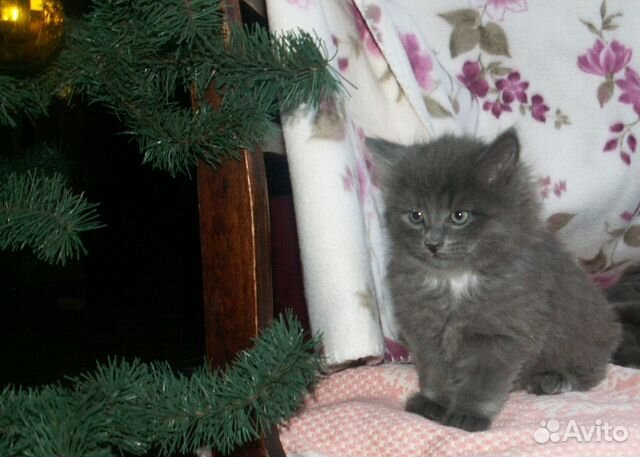 Четыре сереньких чудесненьких котенка