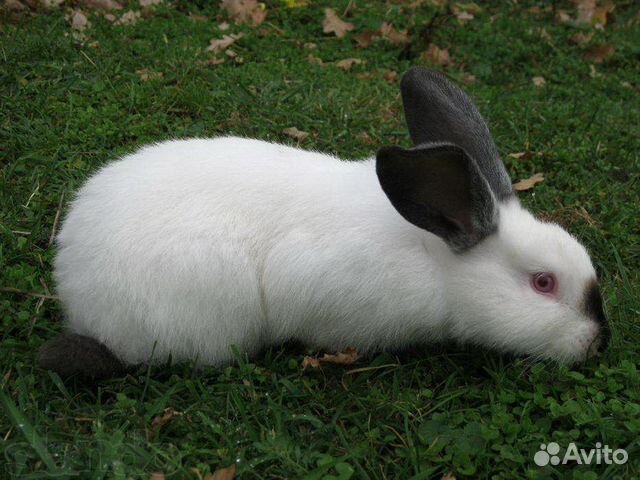 Самцы Калифорния