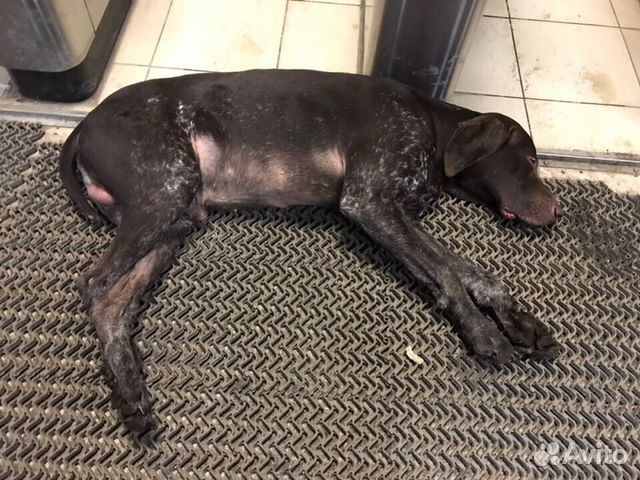 Курцхаар Кобель найден