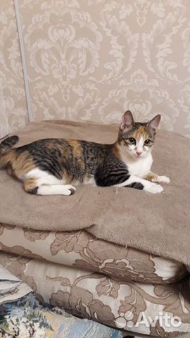 Кошечка пол года в добрые ручки