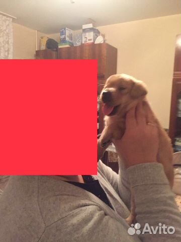 Лабрадор-ретривер