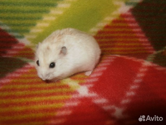 Джунгарский хомяк с новой клеткой