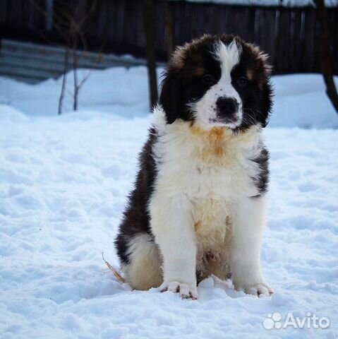 Питомник "Корвентус" предлагает щенков