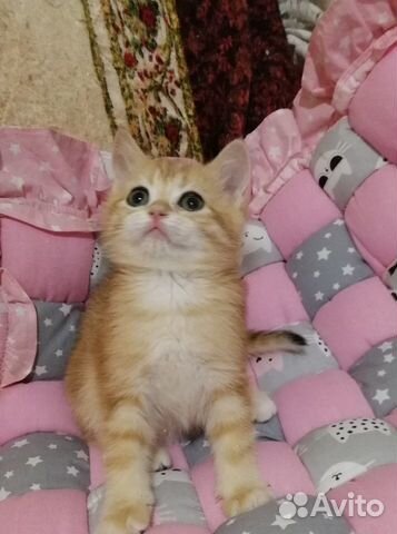 Бриташечка