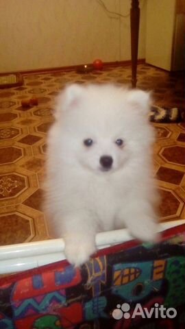 Продаются очаровательные щенки