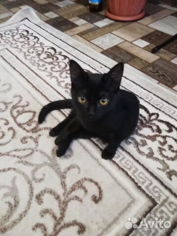 Кошечка