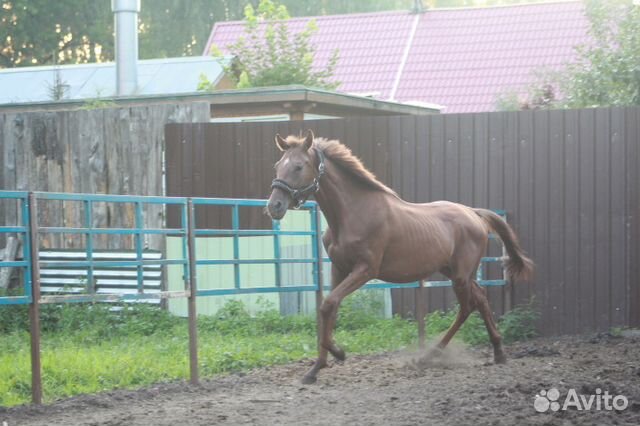 Тракено-ганноверская кобылка