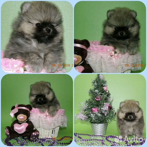 Померанец мишка