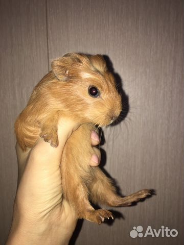 Морская свинка