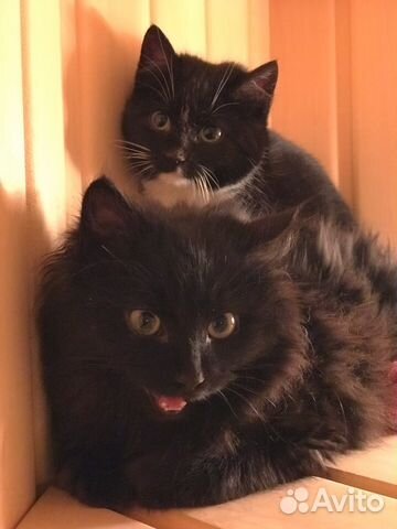 Потомственные дворяне ищут дом