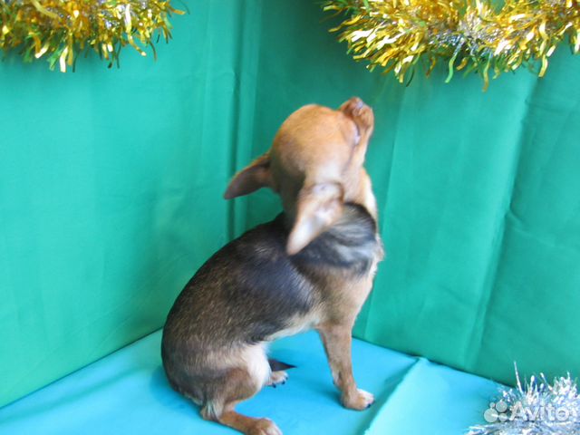 Чишки, девчонки, Умницы и красавицы