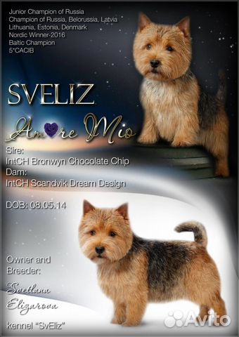 Щенки норвич терьера