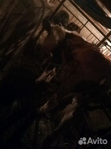 Продаю быков