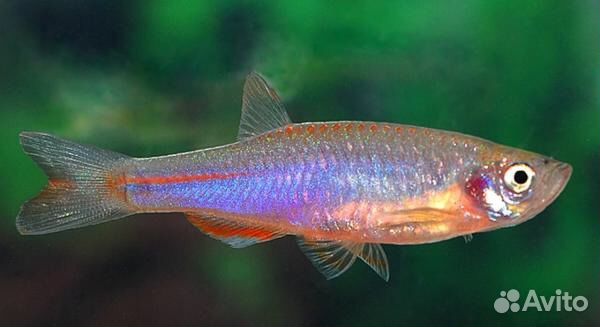 Жемчужный данио