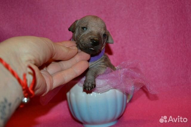 Щенки мини ксоло с отличной родословной