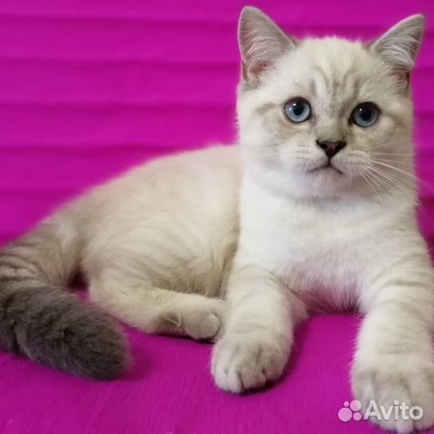 Шотландские клубные котята